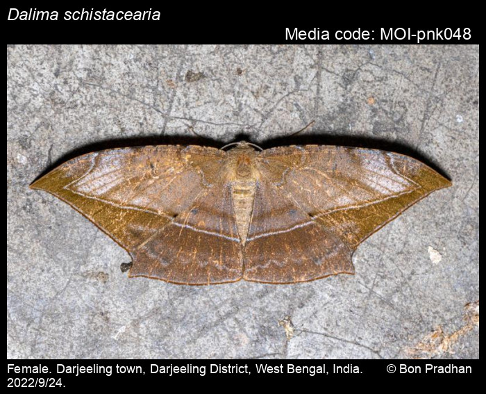 Dalima schistacearia Moore, [1868] - | Moths